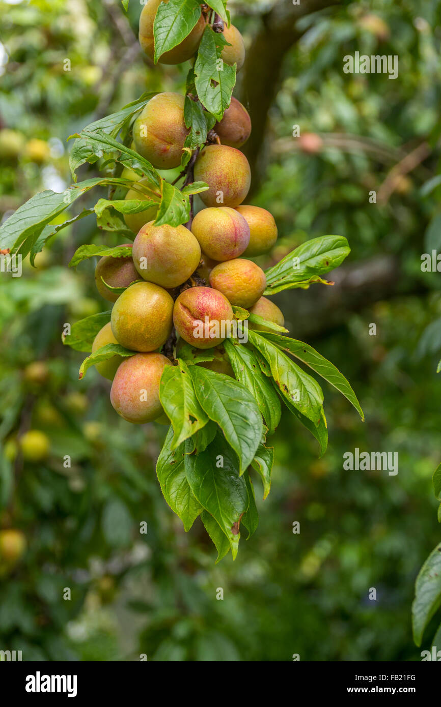 Orchard horticulture hi-res stock photography and images - Alamy