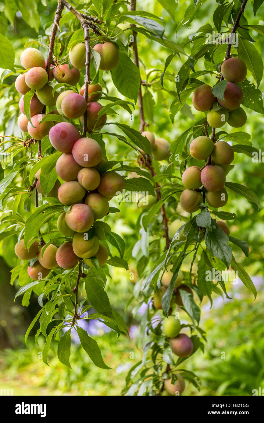 Branch ripe plums leaves hi-res stock photography and images - Alamy