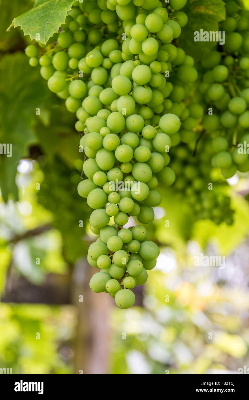 Table grapes on the vine Stock Photo - Alamy