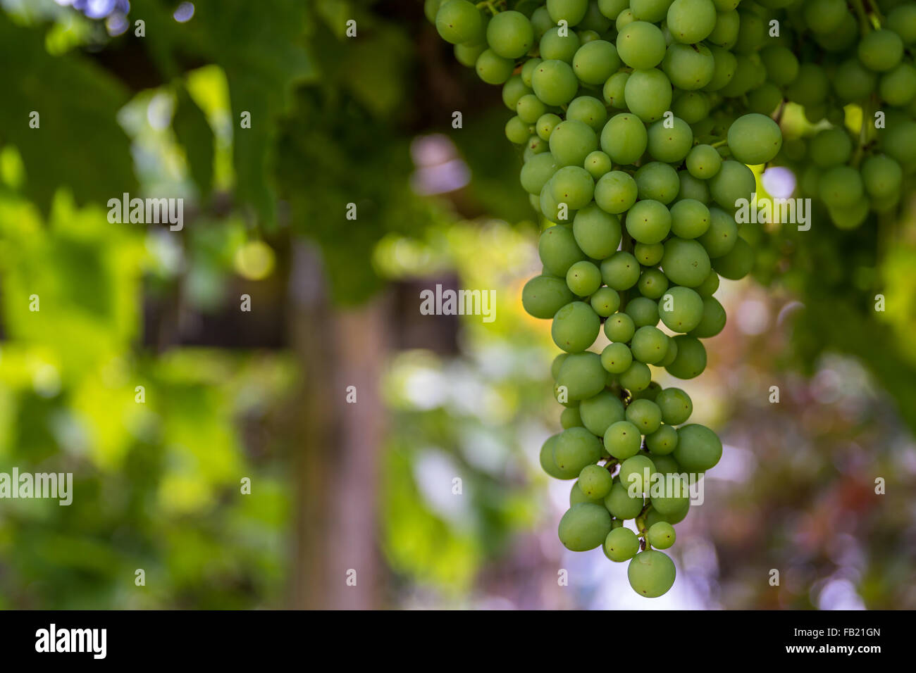 Table grapes on the vine Stock Photo - Alamy