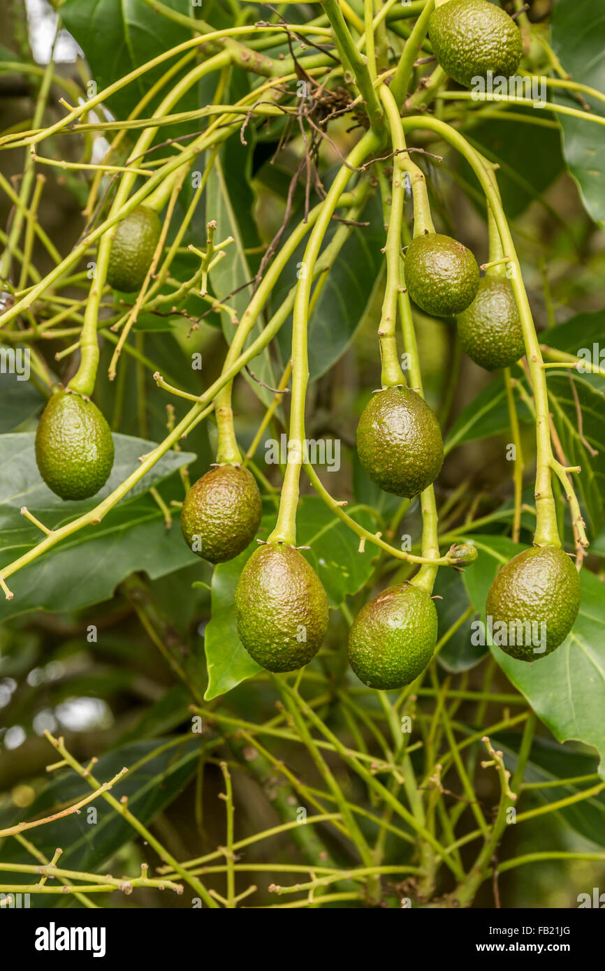 Avocado fruitlets on the tree Stock Photo - Alamy