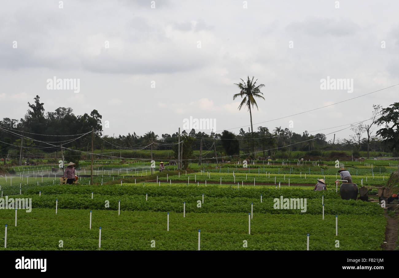 Danzhou, China's Hainan Province. 7th Jan, 2016. Farmers work in a ...