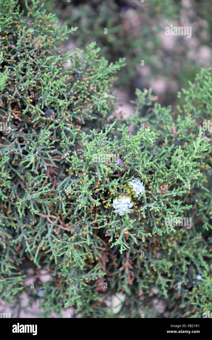 Evergreen background hi-res stock photography and images - Alamy