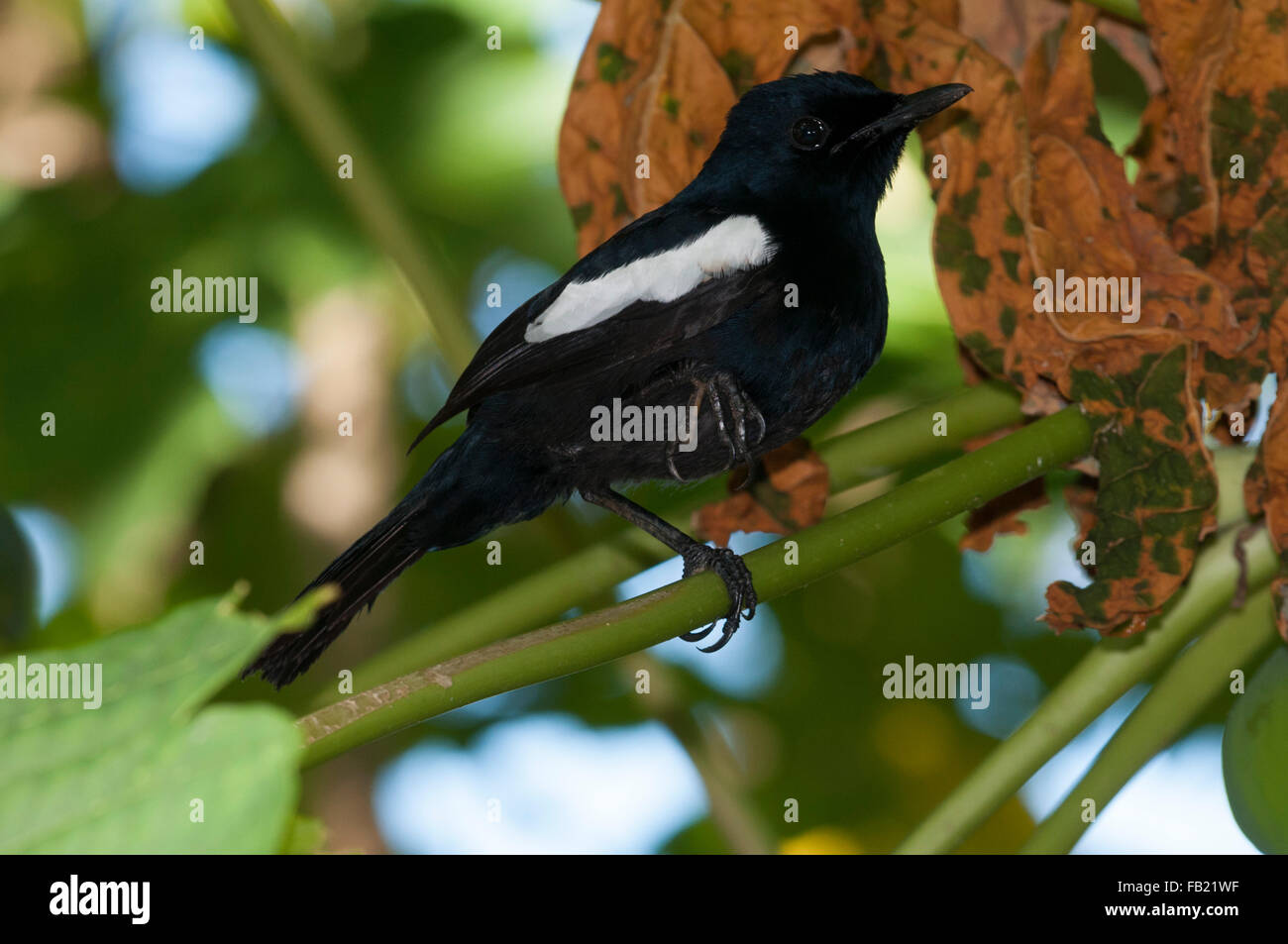 Seychelles Magpie Robin (Copsychus sechellarum), Denis Island ...