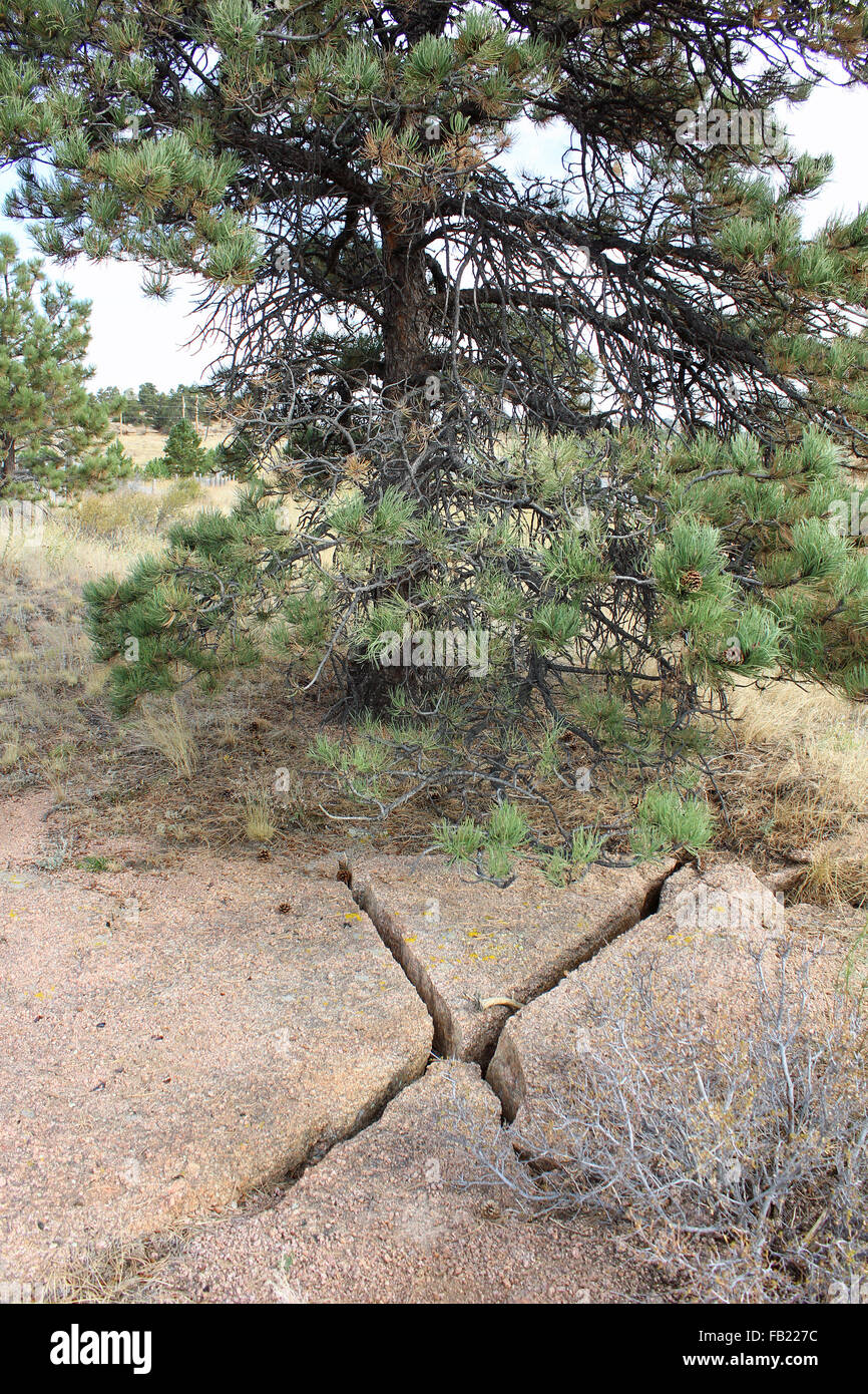 tree growing in fractured rock crack Stock Photo - Alamy