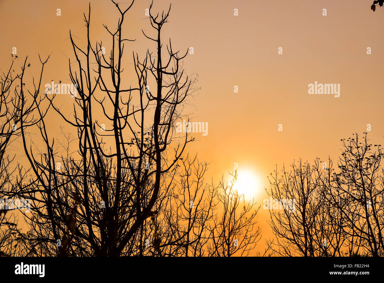 Dead tree in the sunset with a bright orange background Stock Photo - Alamy