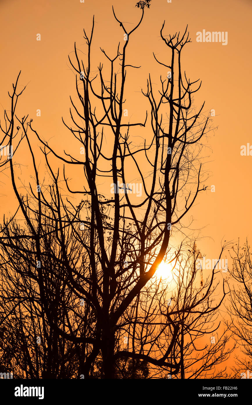 Dead tree in the sunset with a bright orange background Stock Photo - Alamy