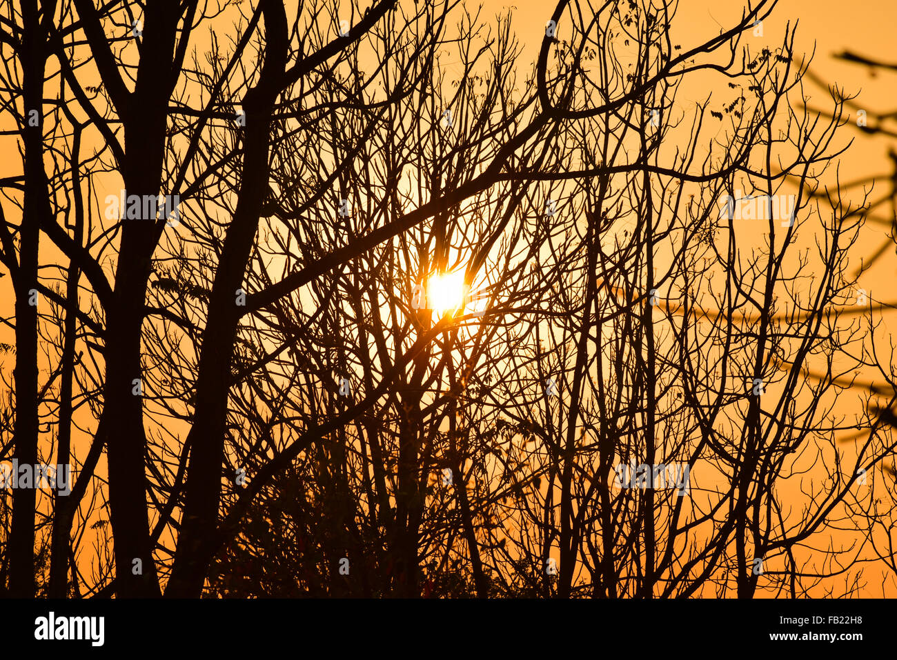 Dead tree in the sunset with a bright orange background Stock Photo - Alamy
