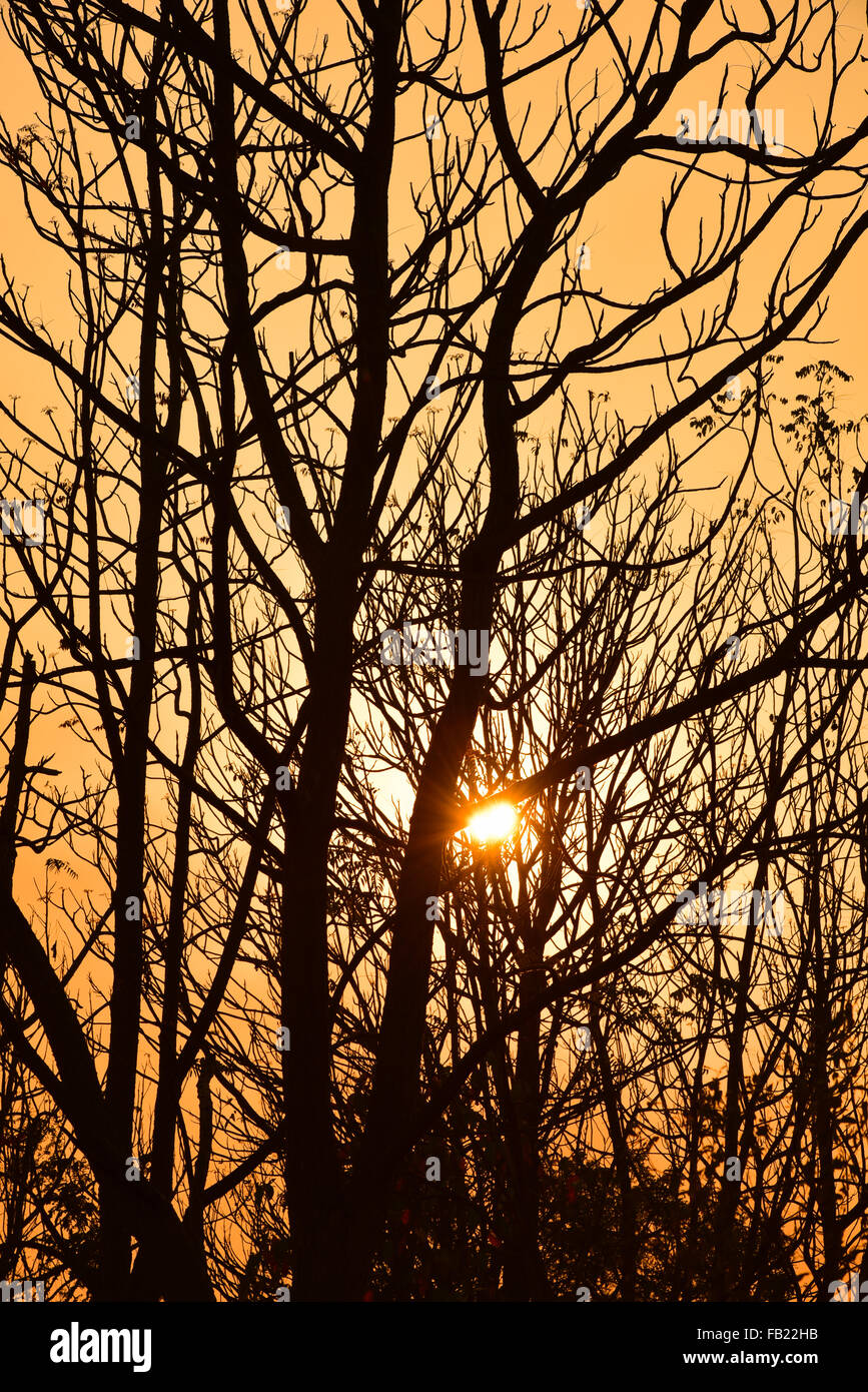 Dead tree in the sunset with a bright orange background Stock Photo - Alamy
