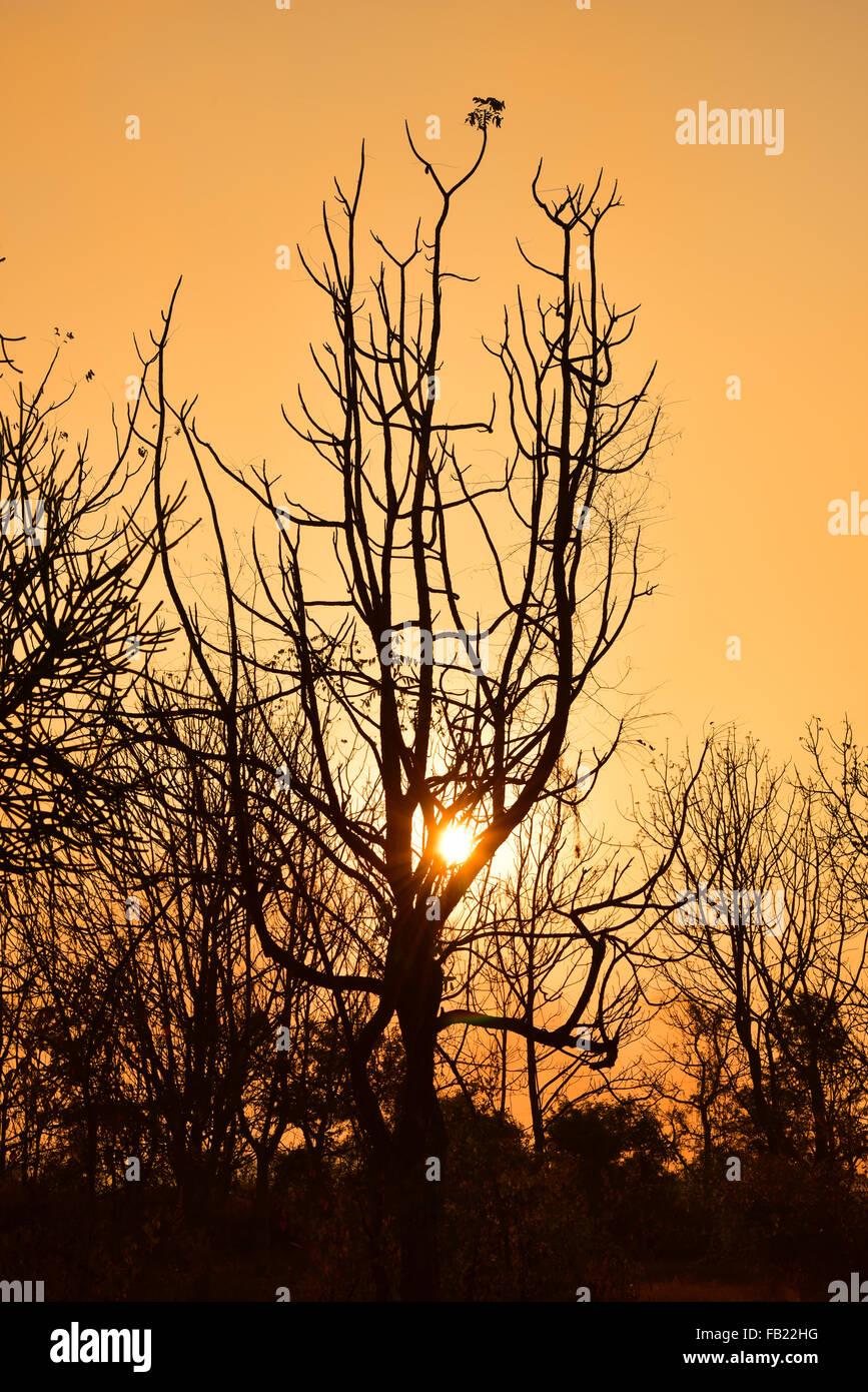 Dead tree in the sunset with a bright orange background Stock Photo - Alamy