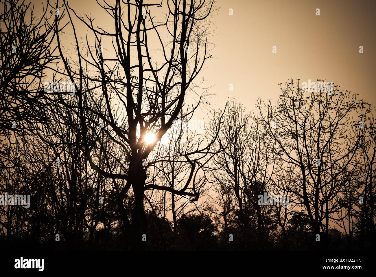 Dead tree in the sunset with a bright orange background Stock Photo - Alamy