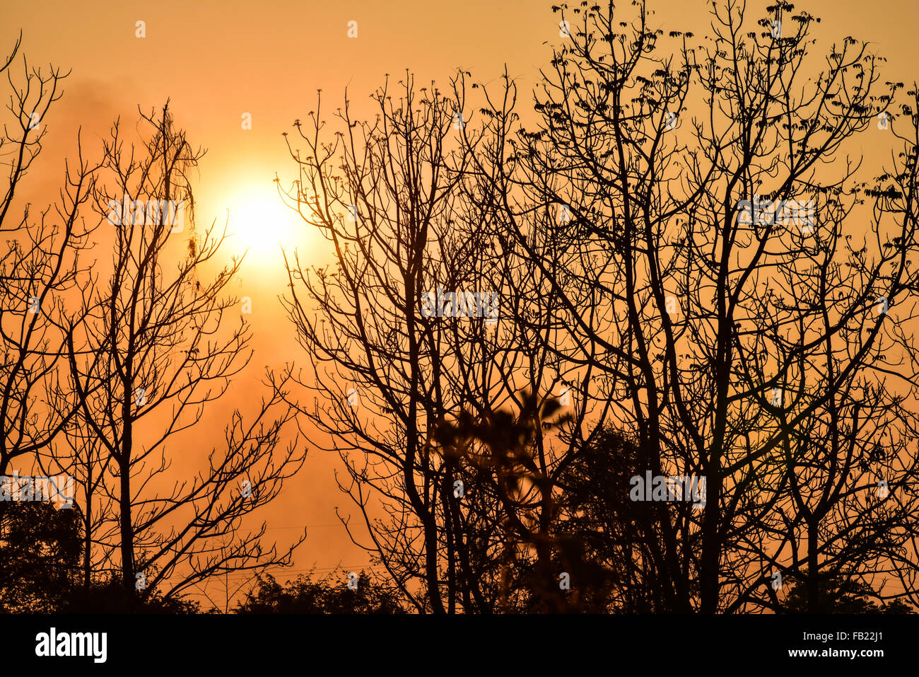 Dead tree in the sunset with a bright orange background Stock Photo - Alamy