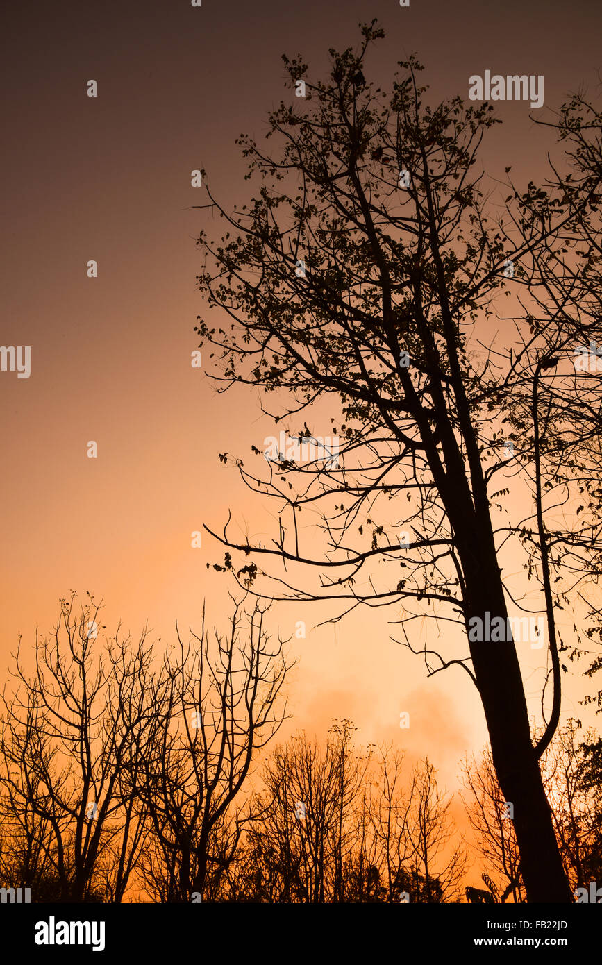 Dead tree in the sunset with a bright orange background Stock Photo - Alamy