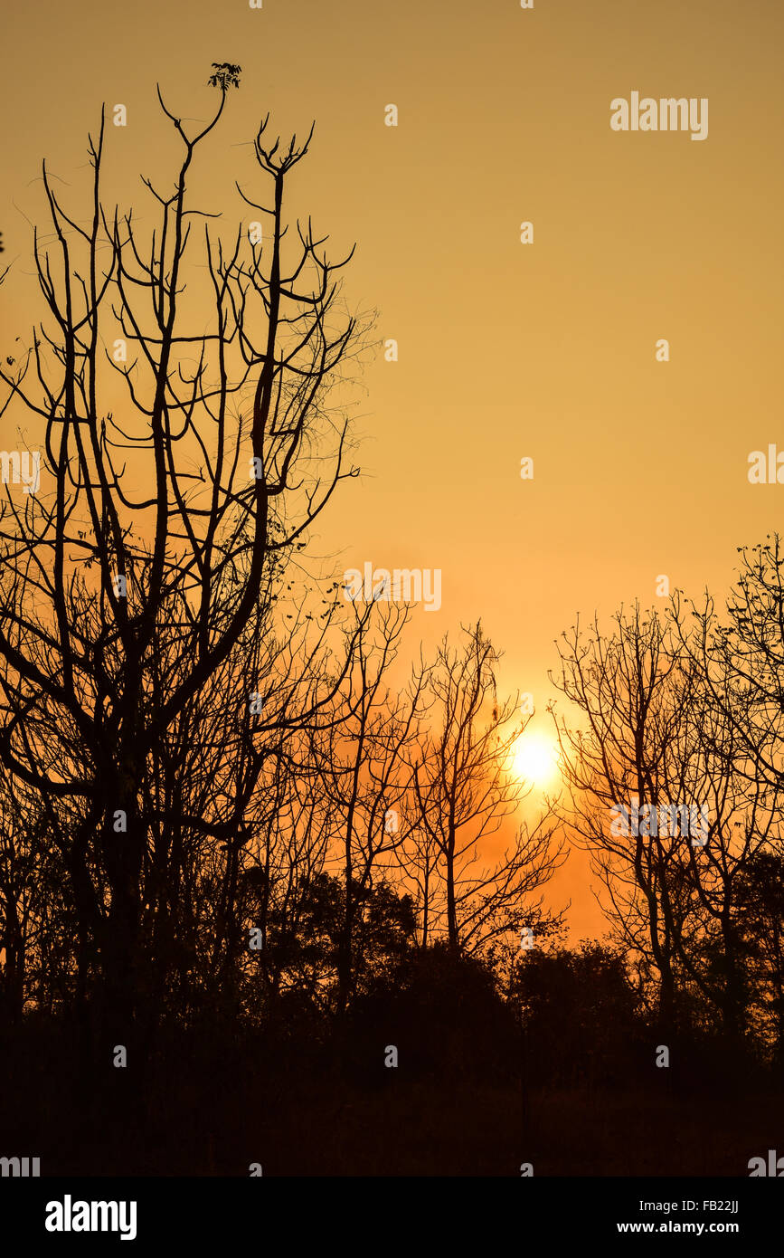 Dead tree in the sunset with a bright orange background Stock Photo - Alamy