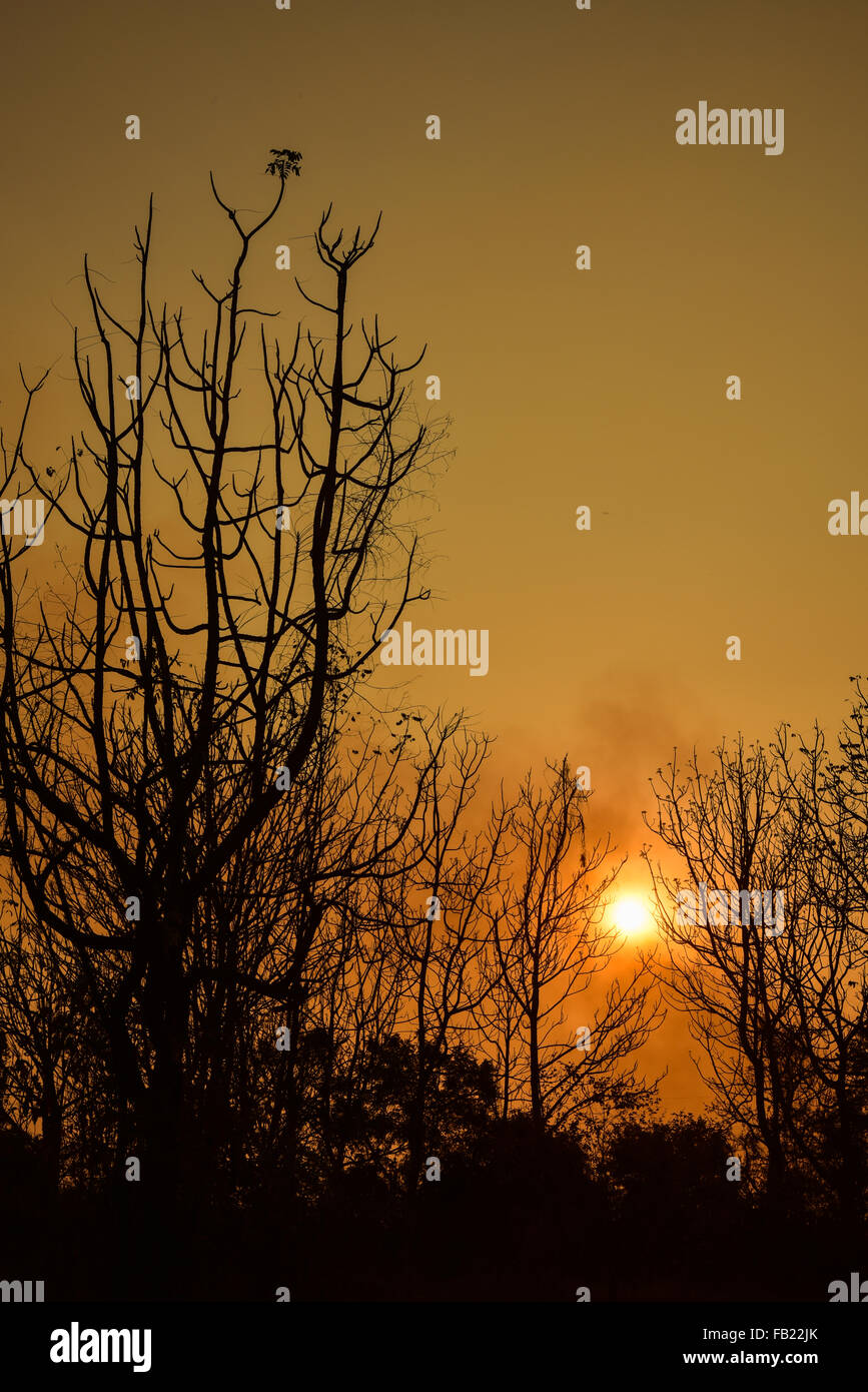 Dead tree in the sunset with a bright orange background Stock Photo - Alamy