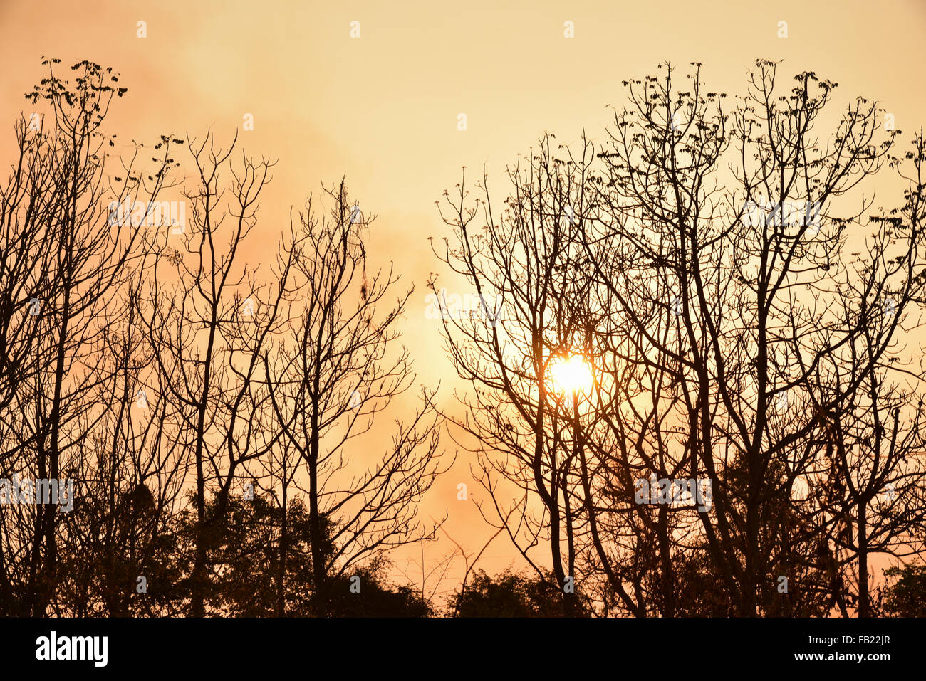 Dead tree in the sunset with a bright orange background Stock Photo - Alamy