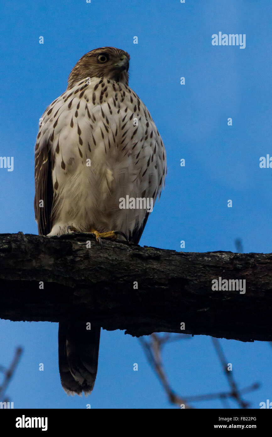 Female coopers hawk hi-res stock photography and images - Alamy
