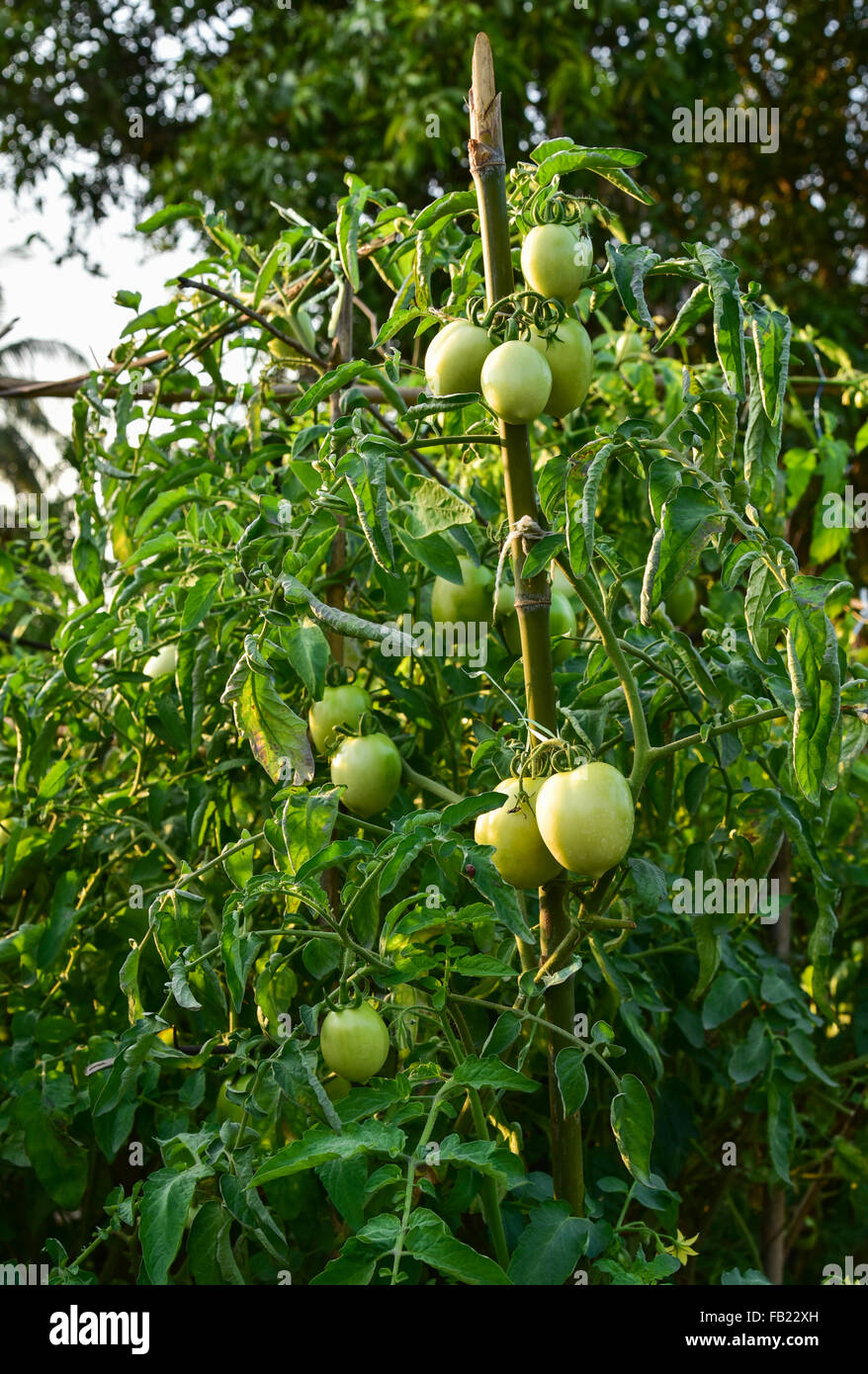 Tomatoes in the field Stock Photo - Alamy