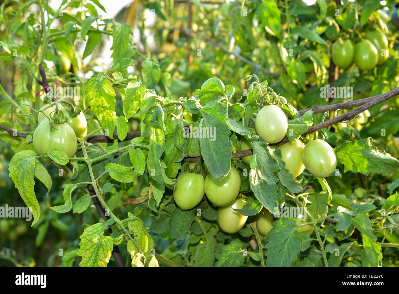 Tomatoes in the field Stock Photo - Alamy