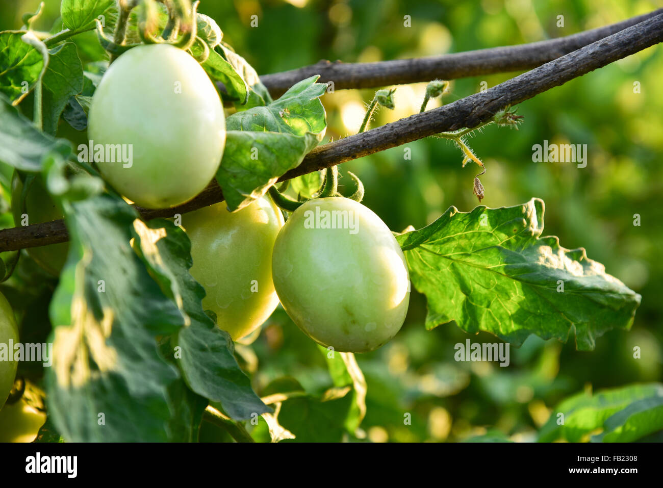 Tomatoes in the field Stock Photo - Alamy