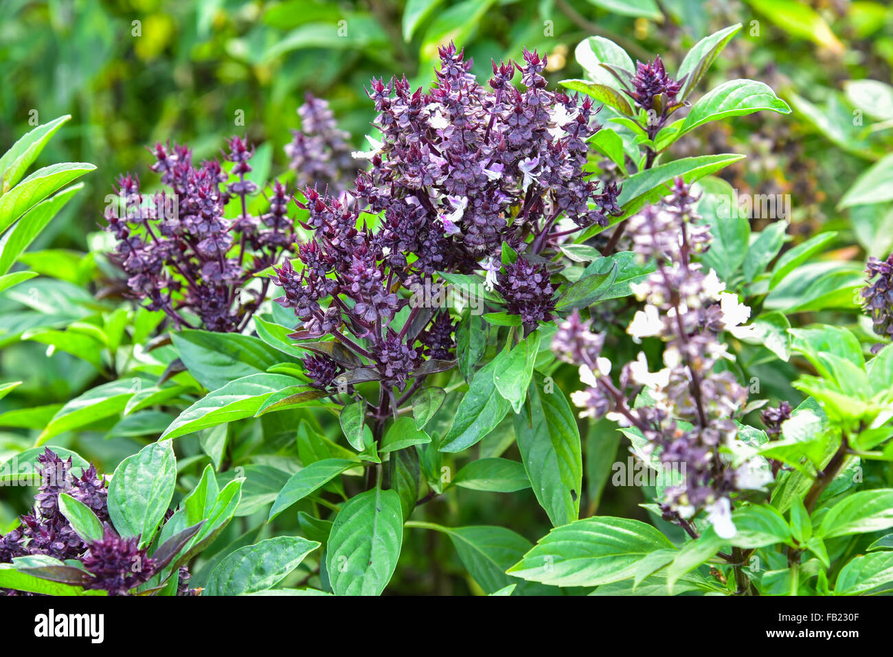 Fresh basil and blossom in the plantation Stock Photo - Alamy
