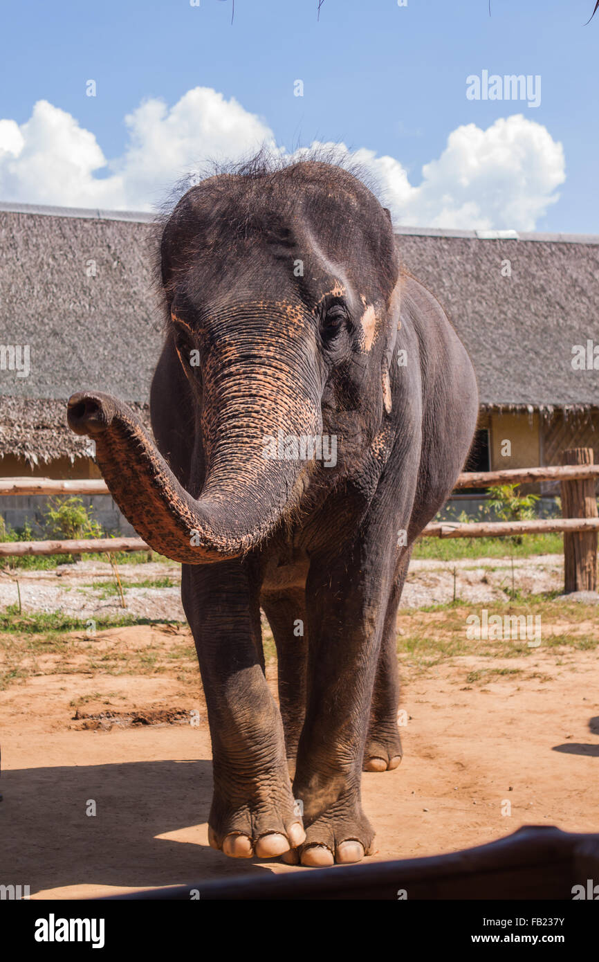 Elephant show in Kanchanaburi, Thailand. Elephant shows different ...