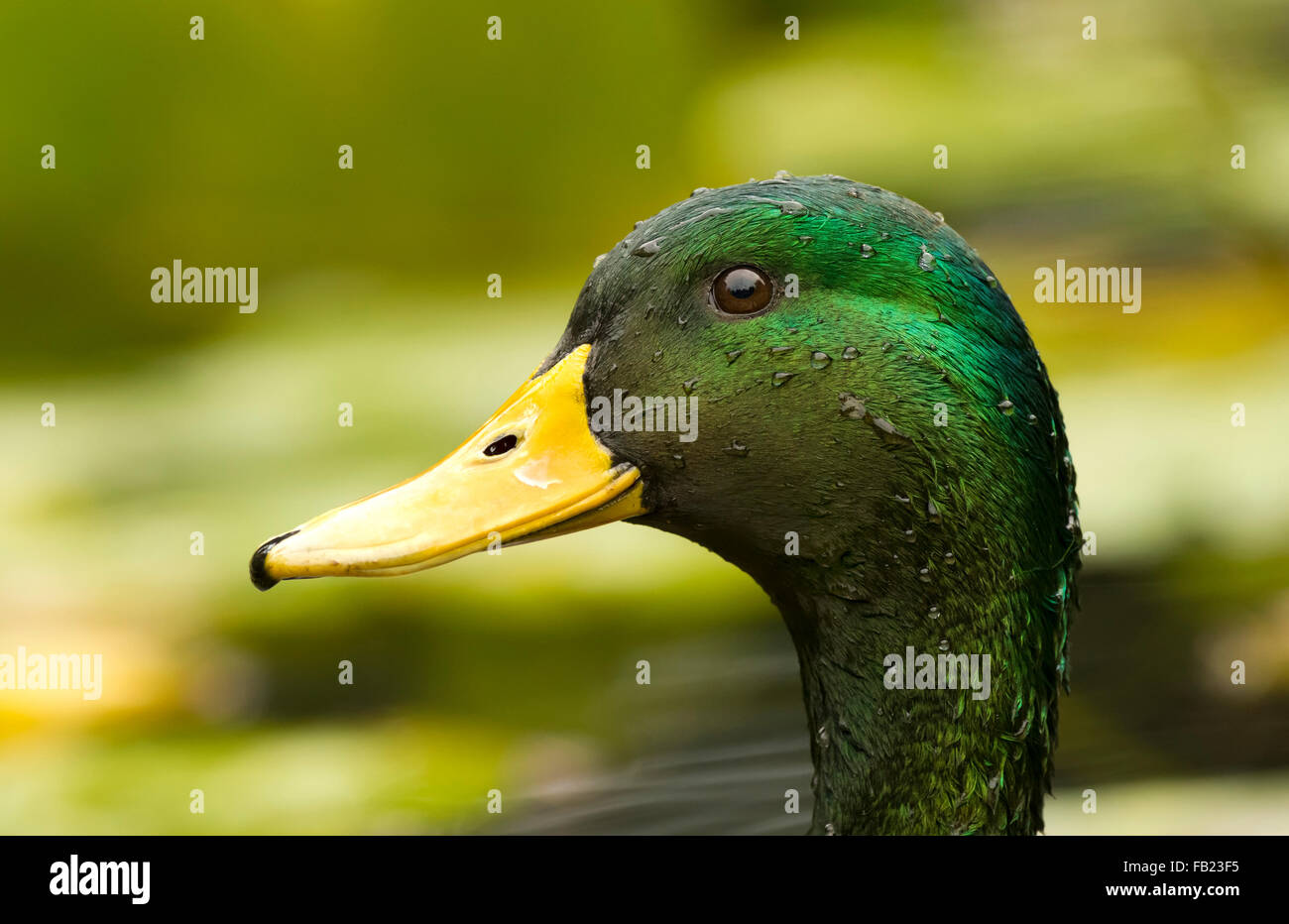 Mallard duck head hi-res stock photography and images - Alamy