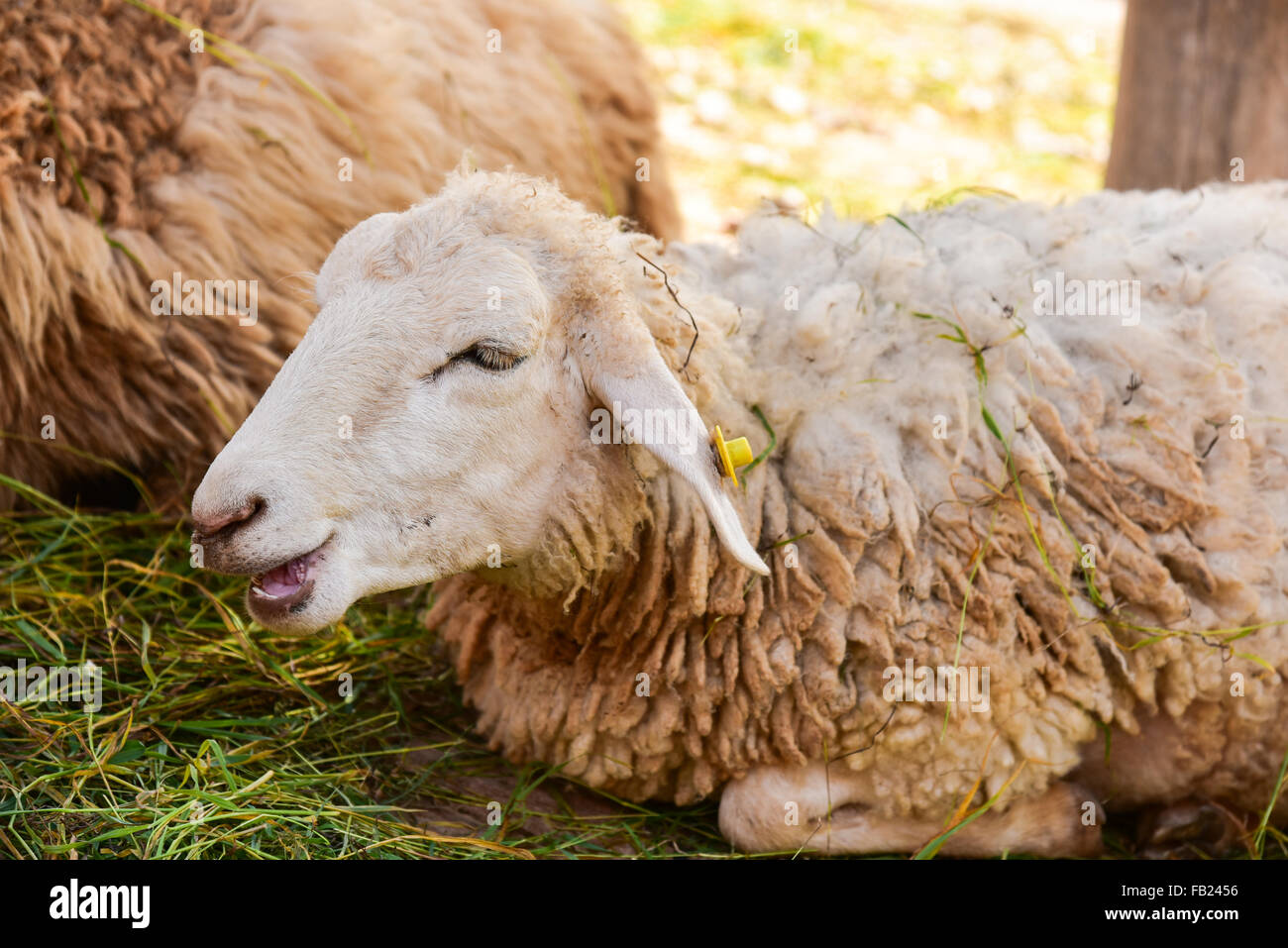 Sheep lying against grass Stock Photo - Alamy
