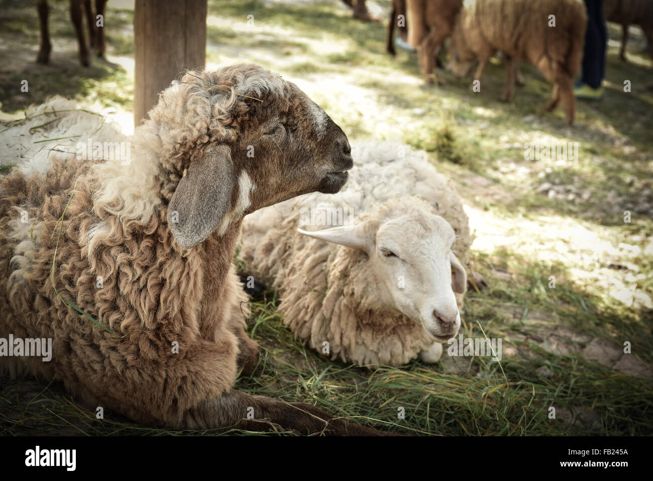 Sheep lying against grass Stock Photo - Alamy
