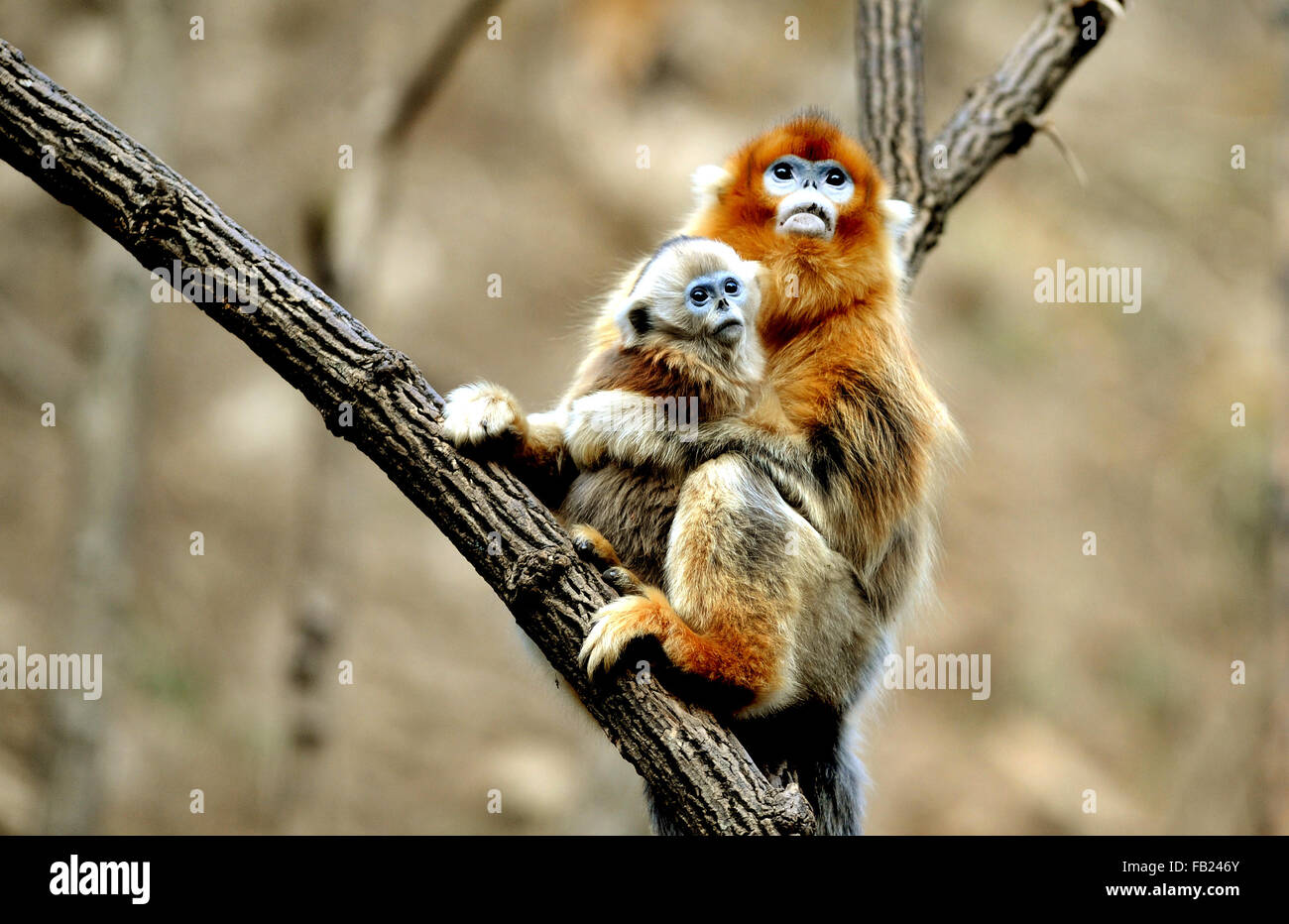 Foping county hi-res stock photography and images - Alamy
