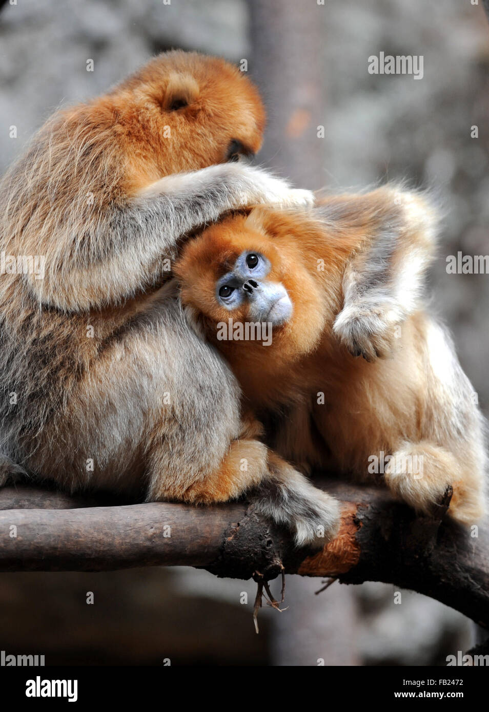 Foping monkeys hi-res stock photography and images - Alamy