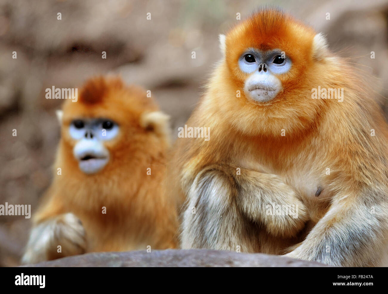 Giant panda ming ming hi-res stock photography and images - Alamy