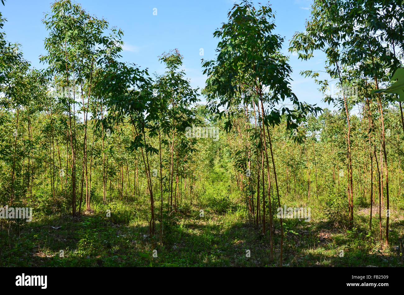The Plantation of Eucalyptus for paper industry with blue sky Stock ...