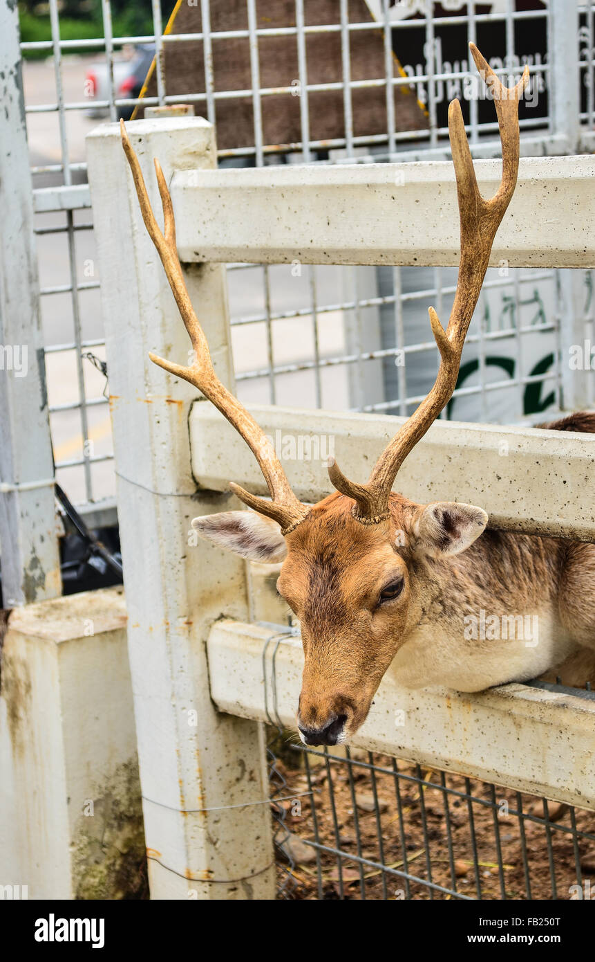 Deer in cage in zoo Stock Photo - Alamy