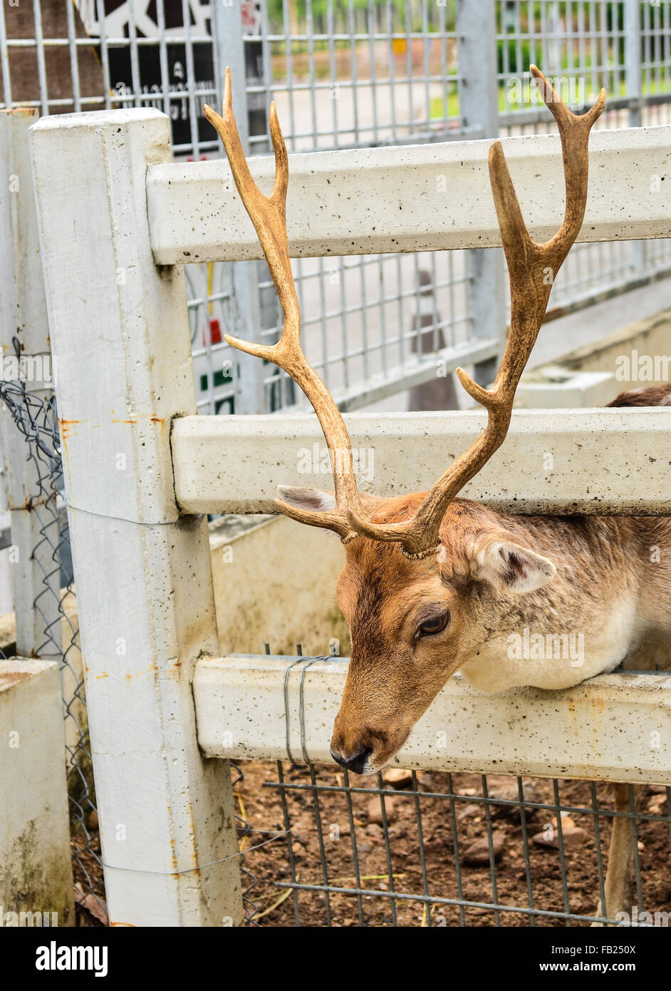 Deer in cage in zoo Stock Photo - Alamy