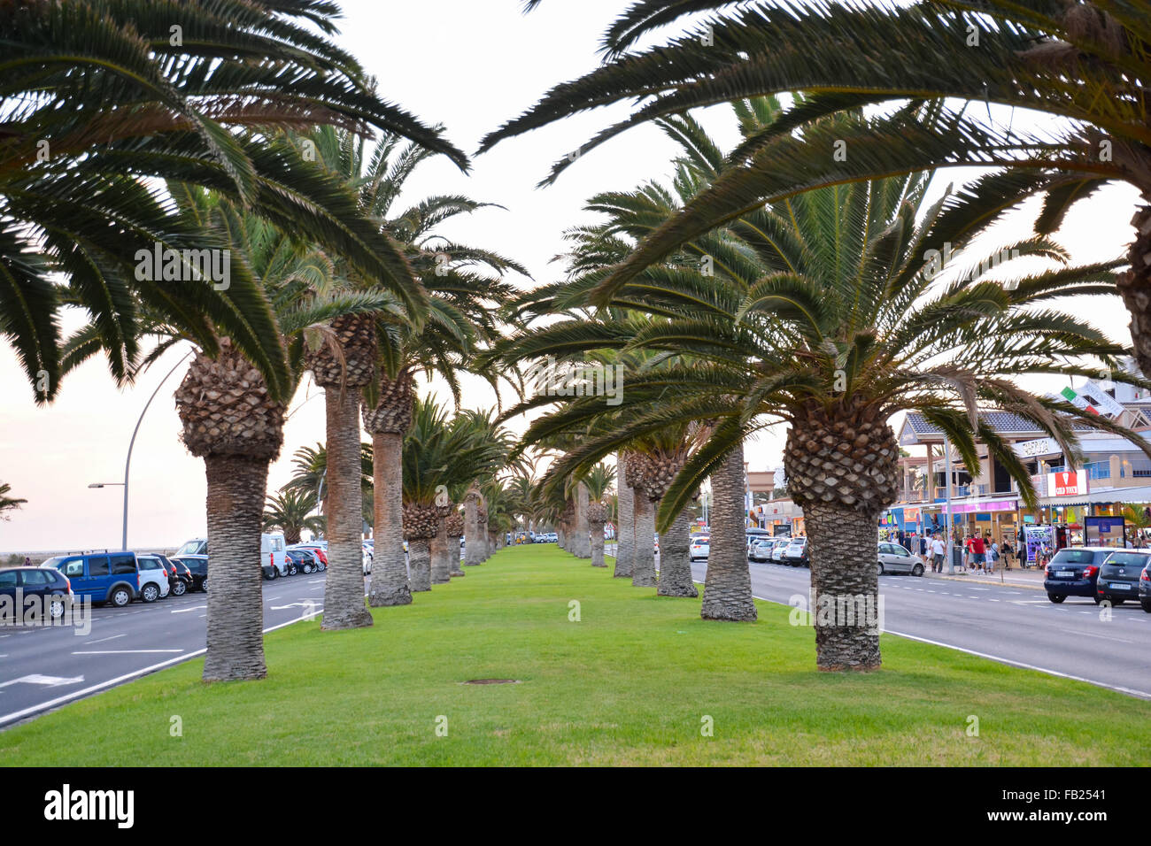 Green Palm Canarian Tree Stock Photo - Alamy
