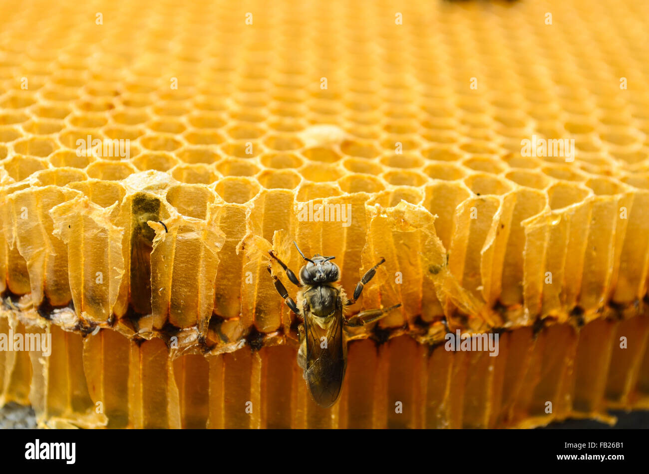 Bee in a beehive on honeycomb Stock Photo - Alamy