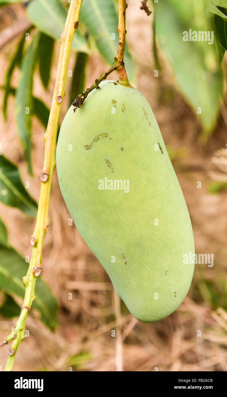 Close up of mangoe on a mango tree Stock Photo - Alamy