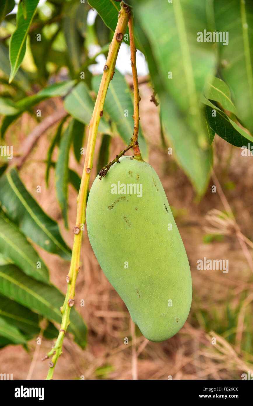 Close up of mangoe on a mango tree Stock Photo - Alamy