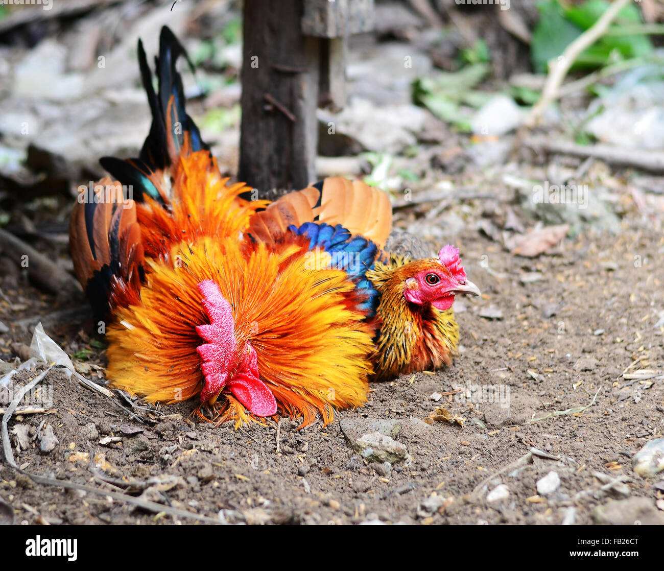 Multi colored rooster hi-res stock photography and images - Alamy