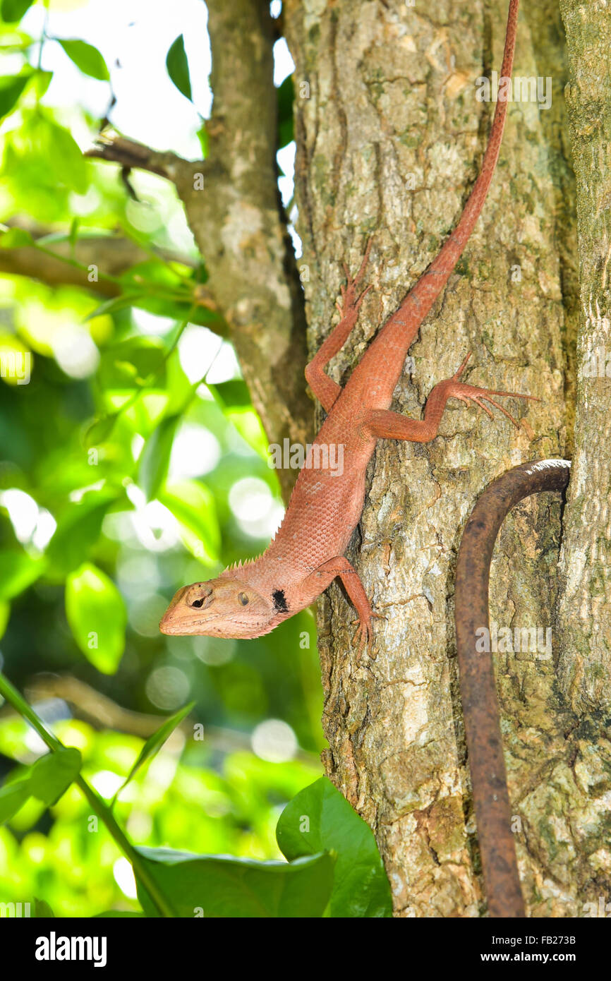 The red chameleon Stock Photo - Alamy