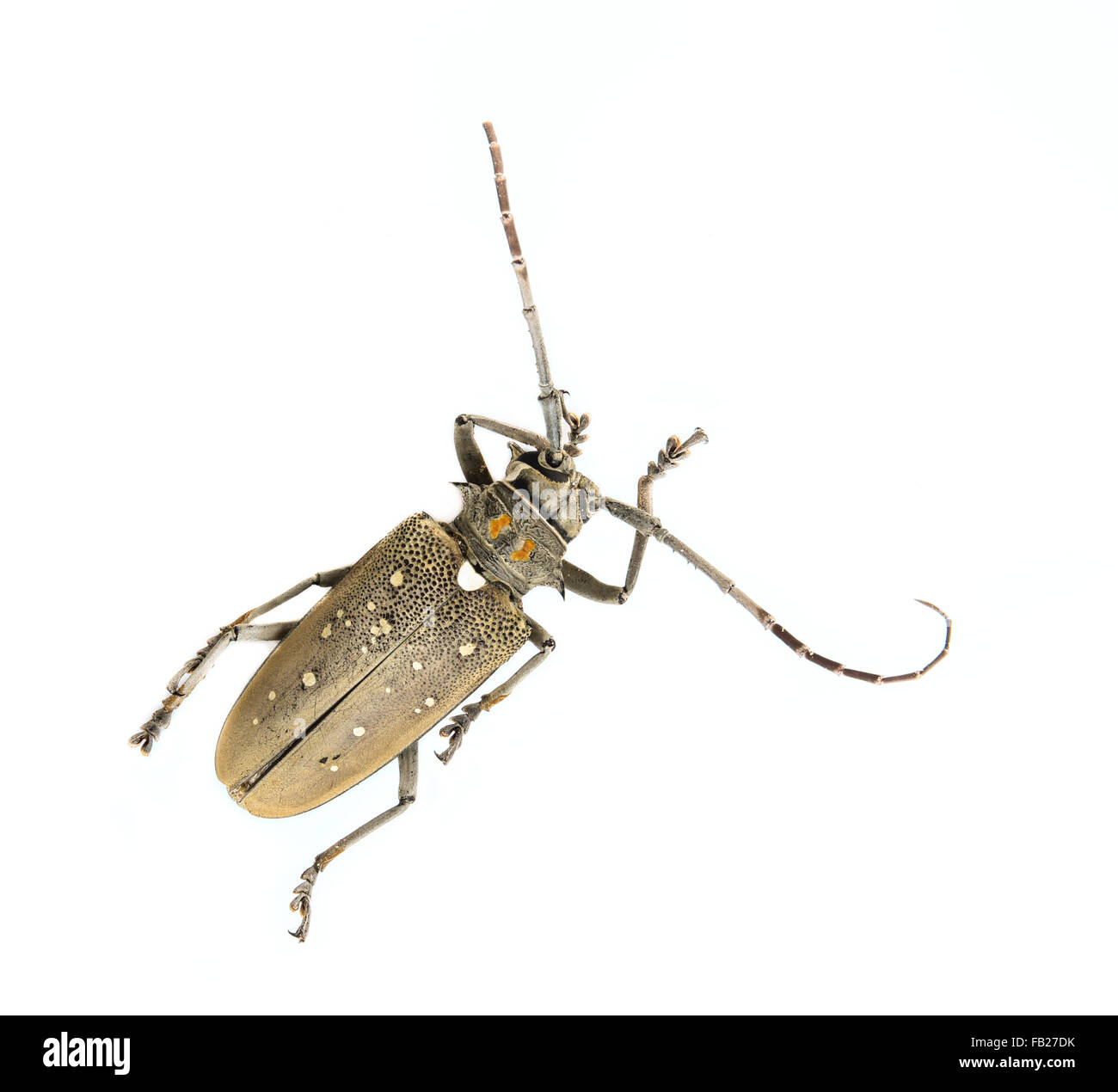Long-horn beetles isolated on a white background Stock Photo - Alamy
