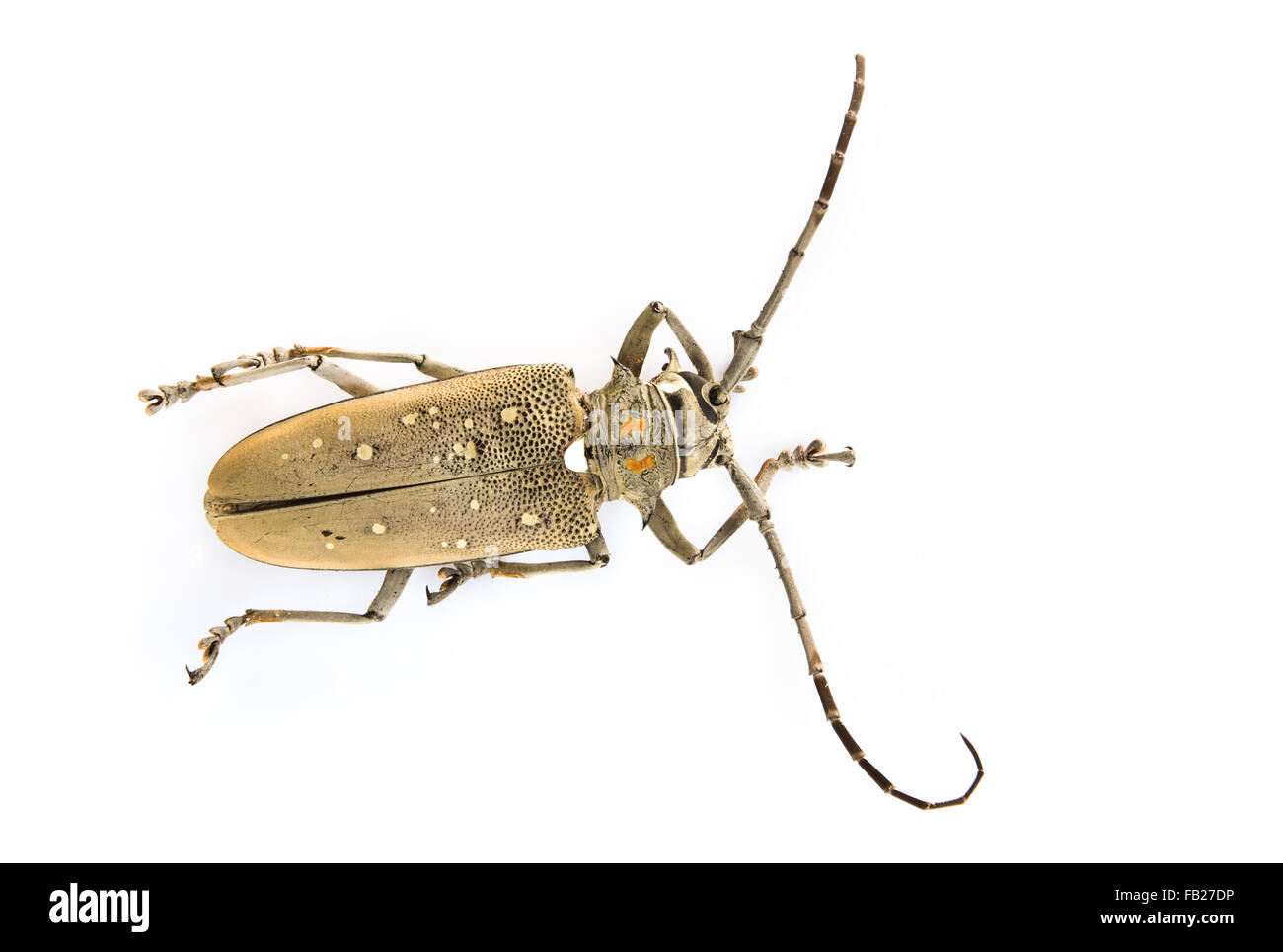 Horn radio antenna hi-res stock photography and images - Alamy