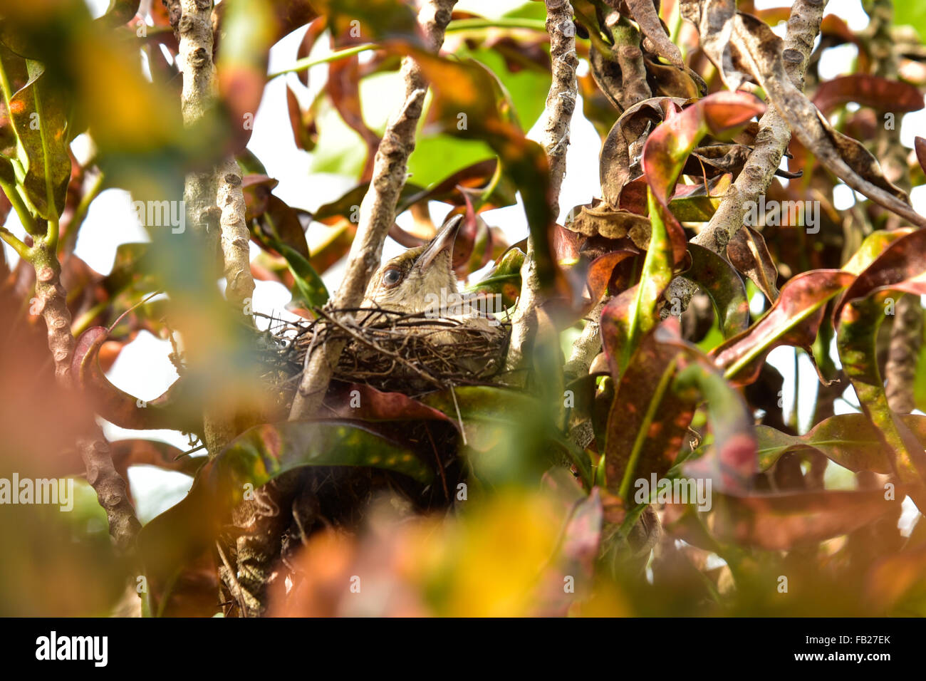 Bird brood in the nest Stock Photo - Alamy
