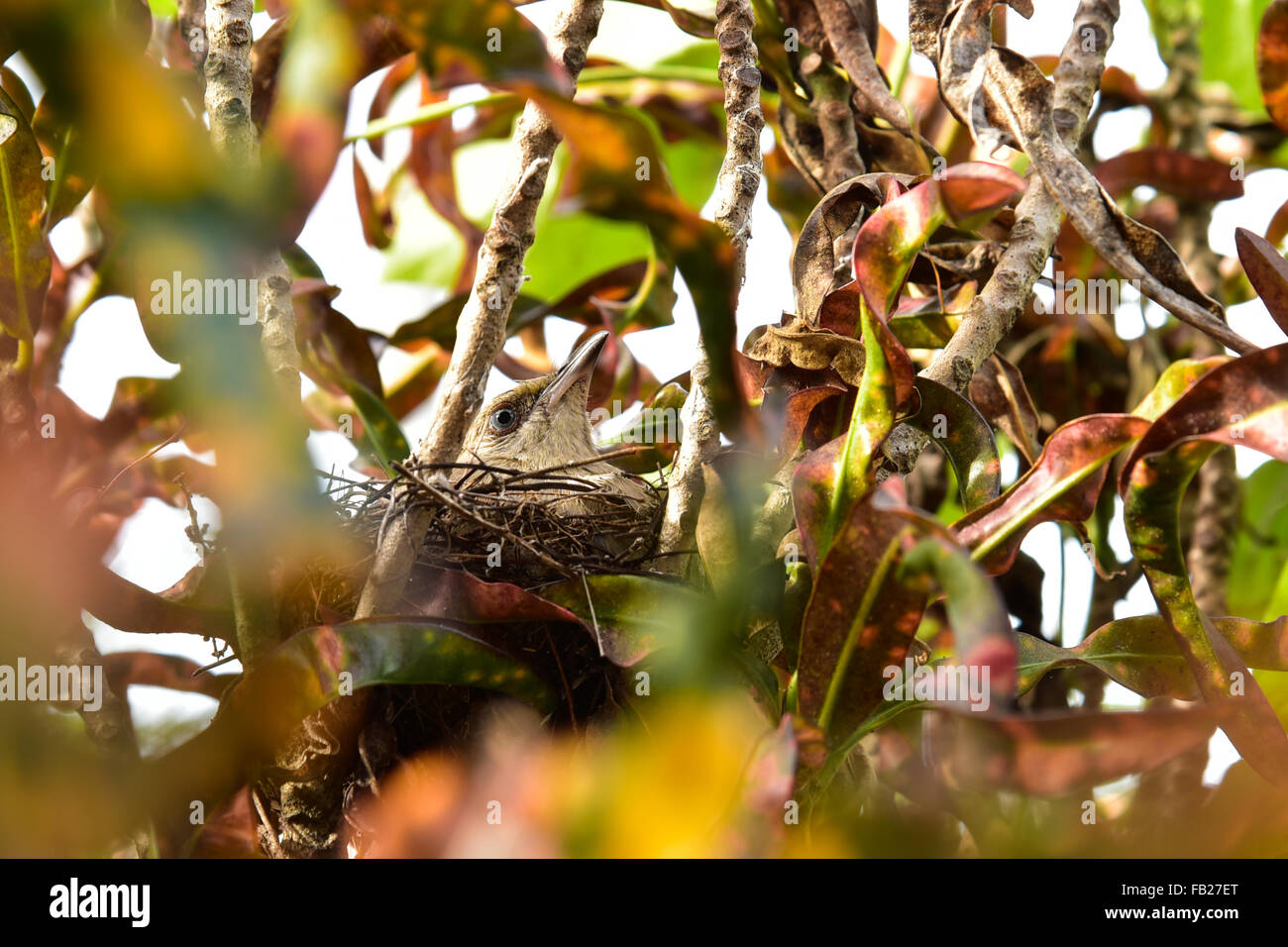 Bird brood in the nest Stock Photo - Alamy