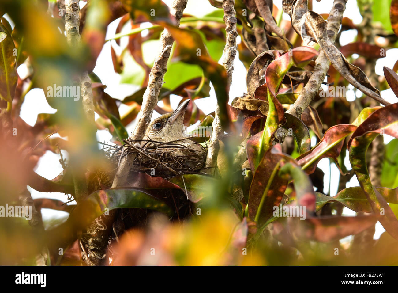 Bird brood in the nest Stock Photo - Alamy