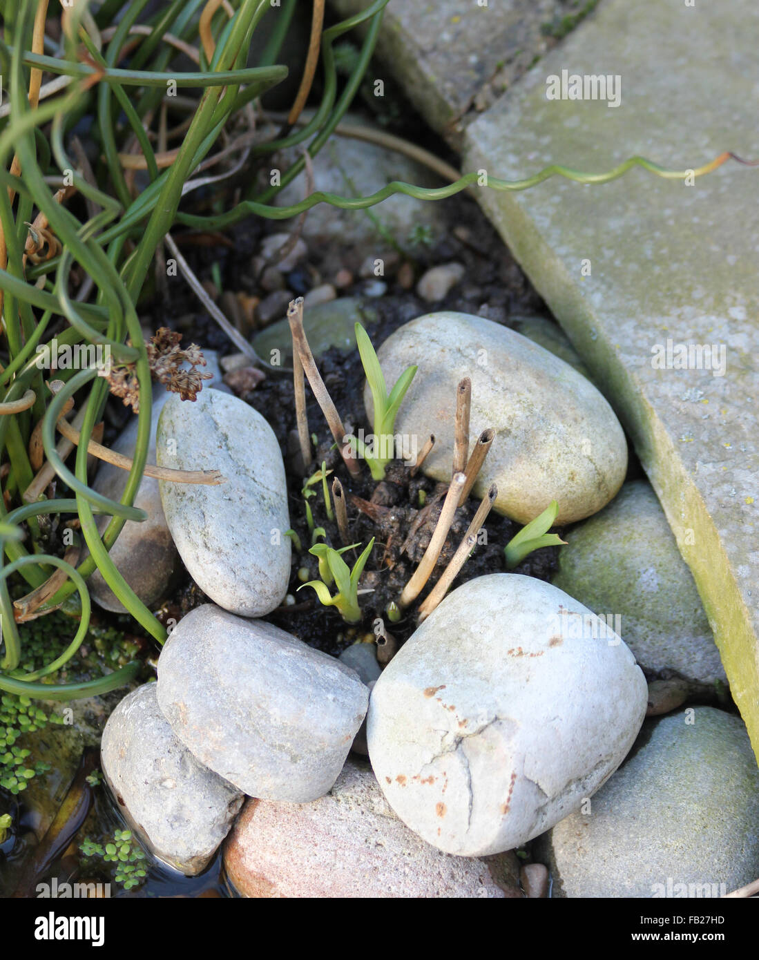 Dead stems hi-res stock photography and images - Alamy