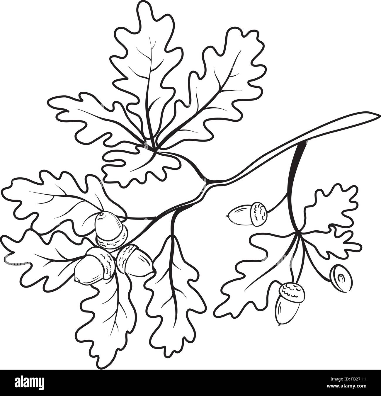 Oak acorns leaves isolated Black and White Stock Photos & Images - Alamy