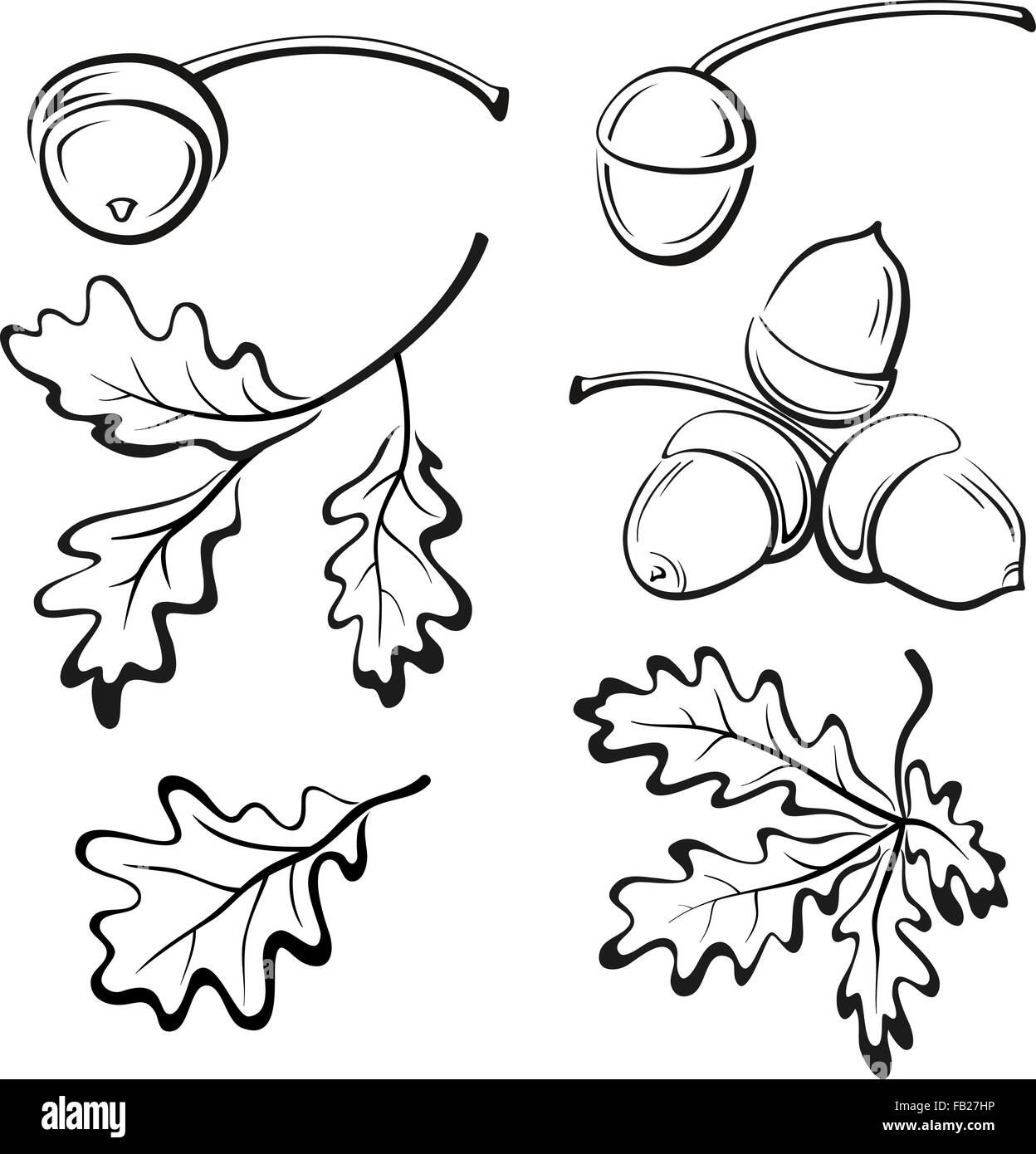 Oak acorns leaves isolated Black and White Stock Photos & Images - Alamy