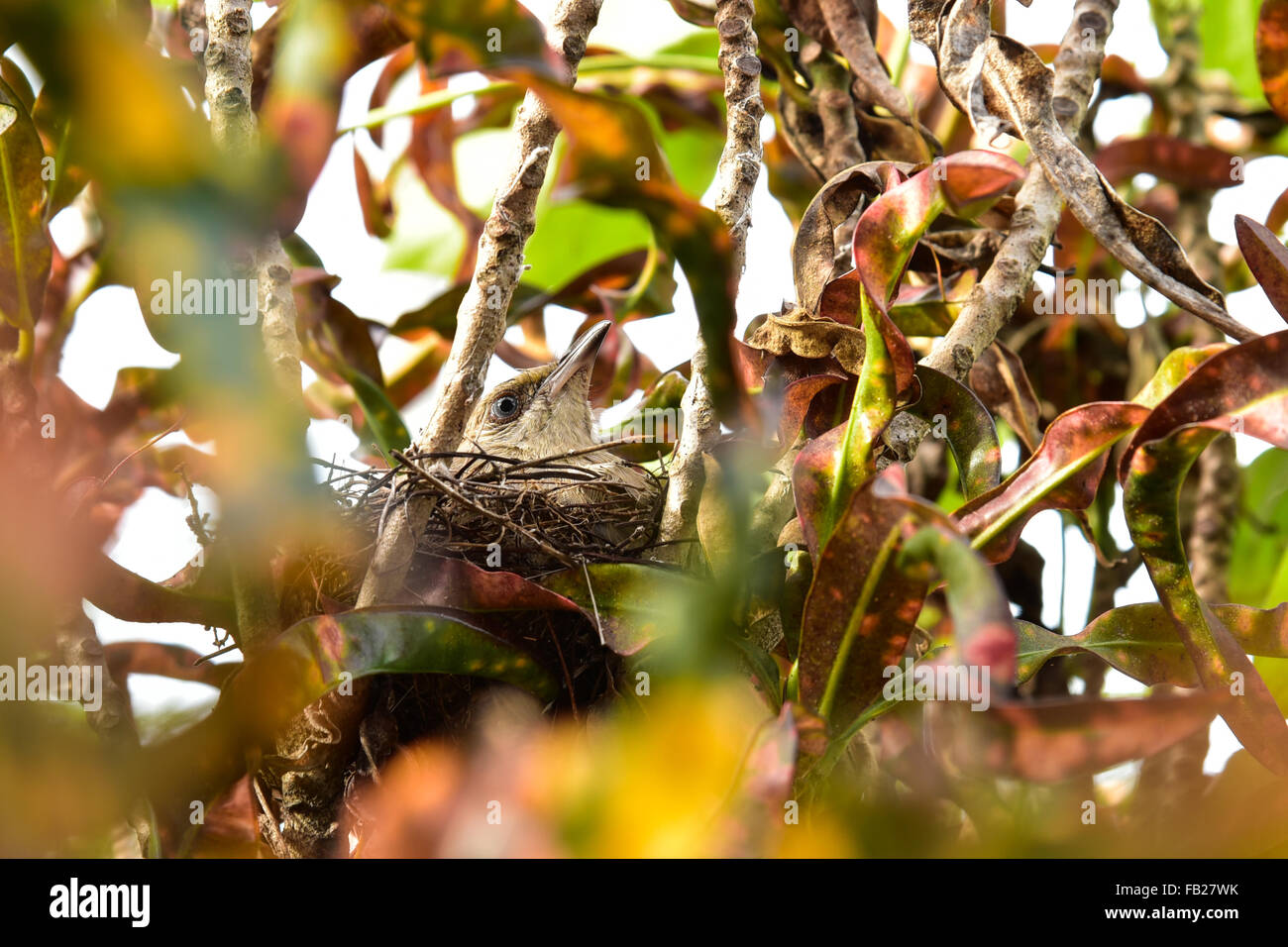 Bird brood in the nest Stock Photo - Alamy